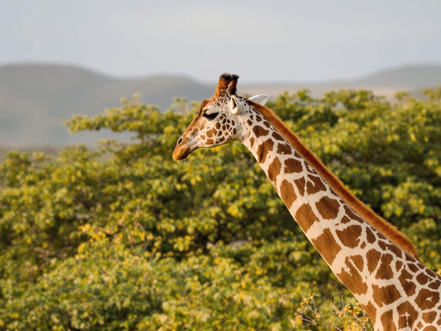 Understanding the Giraffe 360 Price: A Comprehensive Guide for 2025 ...